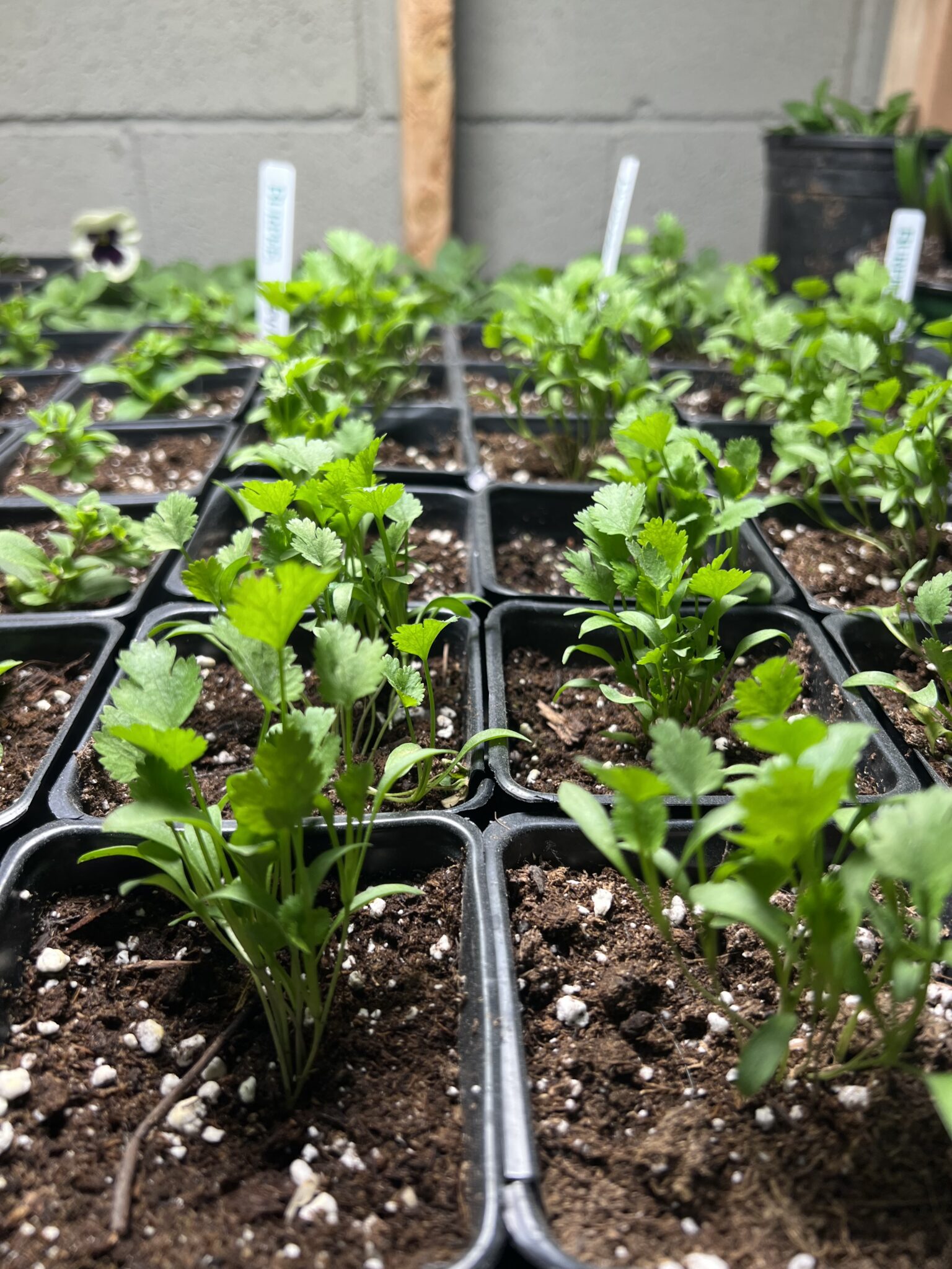 Cilantro – Saffron Valley Farm